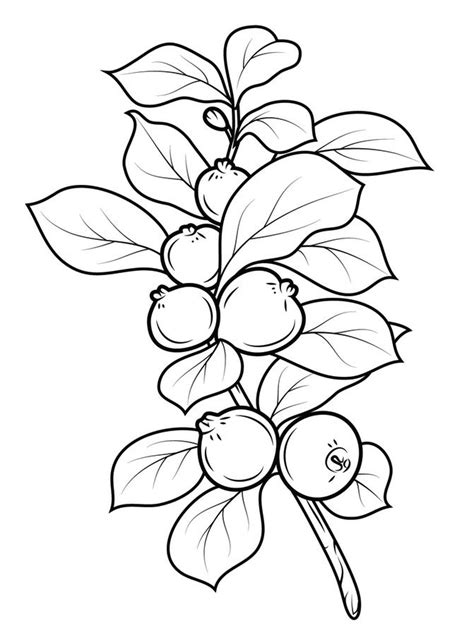 Guava Coloring Pages At Free Printable Colorings
