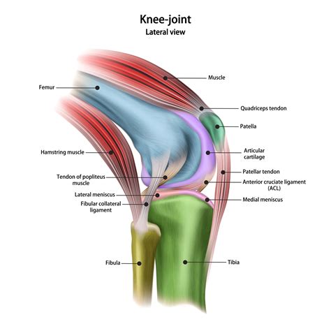 Knee Anatomy Pictures Bones Ligaments Muscles Tendons Function My Xxx