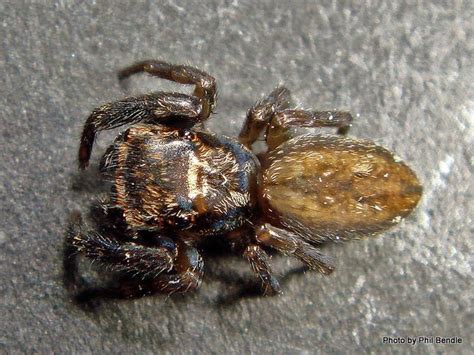 Phil Bendle Collection Jumping Spider Trite Auricoma Golden Brown