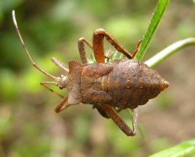オオヘリカメムシ大縁亀虫