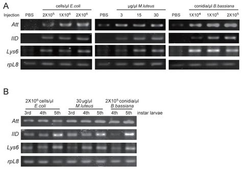 Rt Pcr Analysis Of Transcriptional Levels Of Ofgatt Iid Lys6 In O