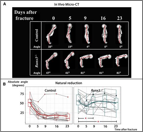 Failed Natural Reduction In Runx3 ÀÀ Mice A Natural Reduction In