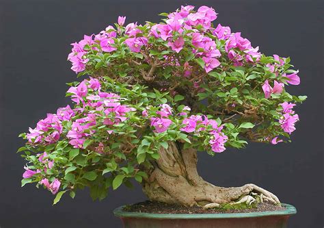 Bougainvillea Bonsai Tree Varieties Propagation And Care Guide