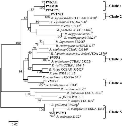 Maximum Likelihood Phylogenetic Tree Based On Partial Concatenated