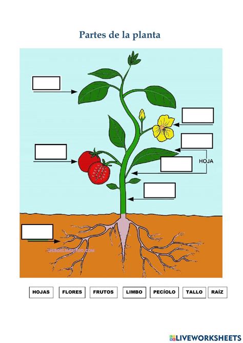 Plantas Online Worksheets Online Activities School Subjects Online