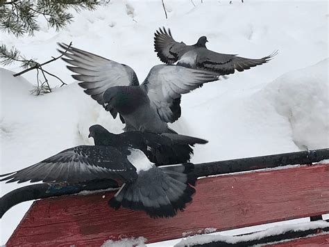 Trending Stories Published On 30 Day Challenge Python Medium