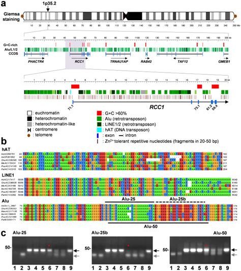 A Euchromatin Heterochromatin And Euchromatin Associated Tes In