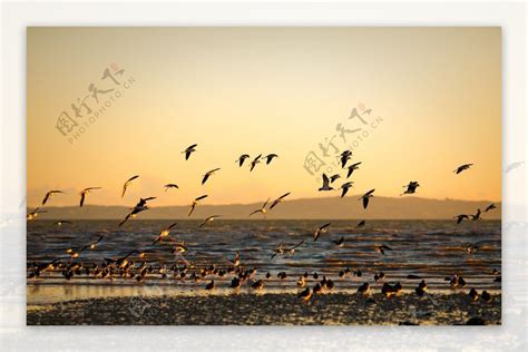 迁徙的鸟图片素材 编号14152394 图行天下