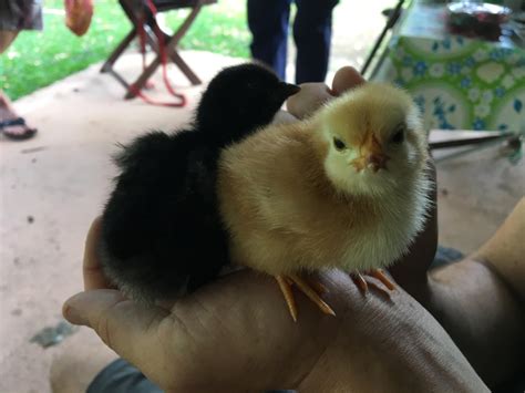 These Guys Lost Their Mom To A Python They Joined The Humans Who Were Happy To Take Up The Roll