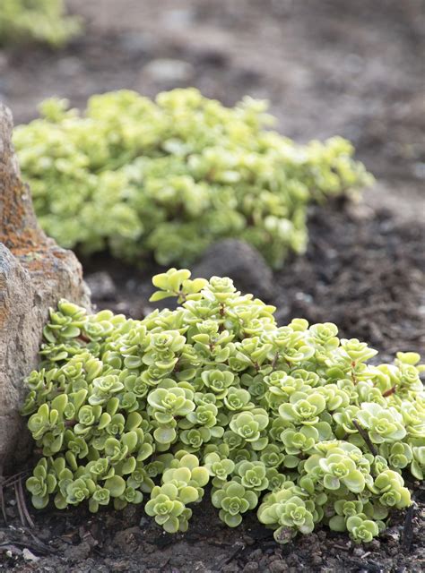 Limelight Japanese Stonecrop Sedum Makinoi Limelight Monrovia Plant