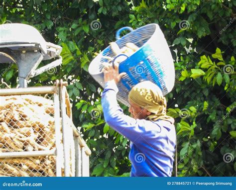 Cassava Farmer Thai Farmers Harvest Cassava In The Countryside Of