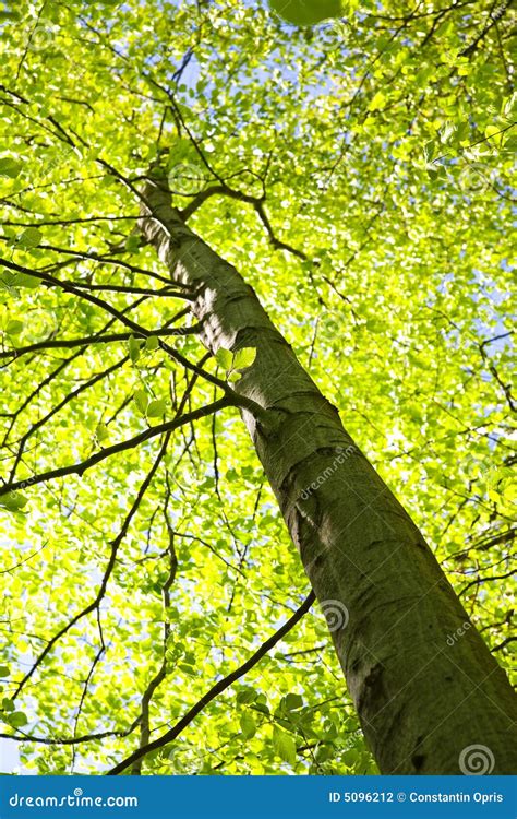 Tall Tree With Thick Leaves Stock Photography CartoonDealer Com
