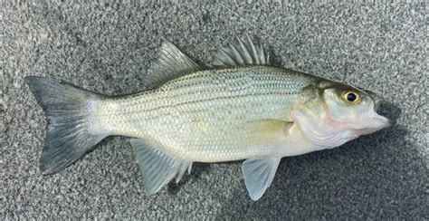 White Bass Fish Silver Bass Fish Species Badangling