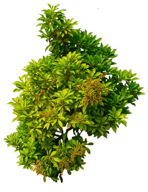 Shrubs Plants Trees Top View Photoshop Rendering