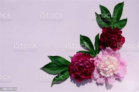 분홍색 모란 꽃에 분홍색 배경에 복사 공간이 있습니다 어머니의 날 3월 8일 여성의 날 웨딩 컨셉 봄 꽃 배경 엽서 0명에 대한 스톡 사진 및 기타 이미지 Istock