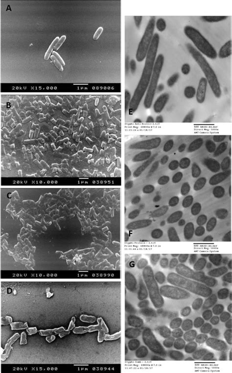 Electron Microscope Color Inside I7 8700k Scanning Electron