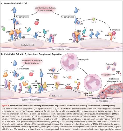 Figure 2 From Atypical Hemolytic Uremic Syndrome Semantic Scholar