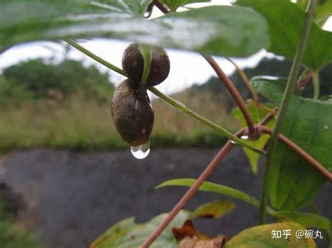 零余子 山药豆的日本故事 知乎