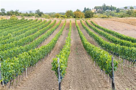 투 스 카 니에서 발도 르 치아 시골 이탈리아 롤링 힐스 팜 하우스 빌라 조 경 녹색 와이너리 포도밭 포도 덩굴 행 목가적인 그림 0명에 대한 스톡 사진 및 기타 이미지