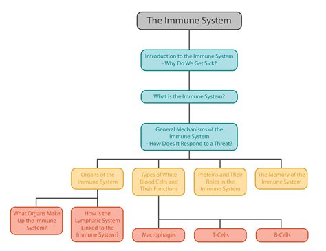 Immune System Cells Chart Keski