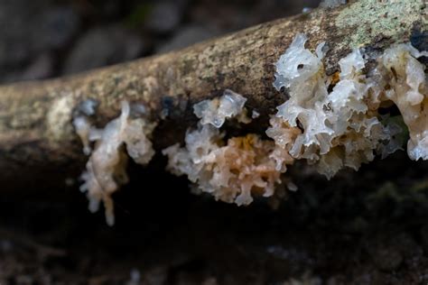 Snow Fungus Identification Foraging And Cooking Guide Mushroom Appreciation