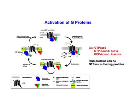 Cell Signaling Flashcards Quizlet