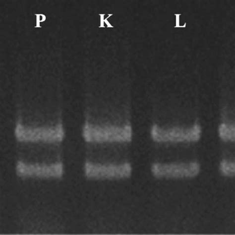Photobacterium Damselae Subsp Piscicida Pdp And Photobacterium Download Table