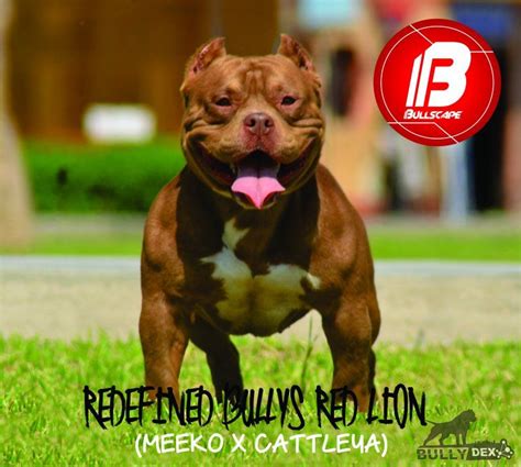 Red Lion Pitbull