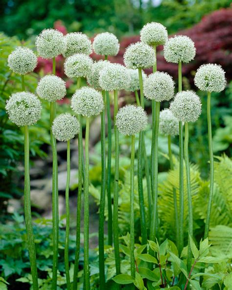 Allium Stipitatum White Giant Bulbs — Buy Online At Farmer Gracy Uk