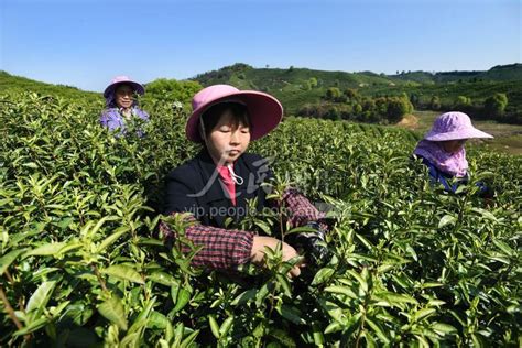江西高安：明前茶飘香 茶农采茶忙 人民图片网