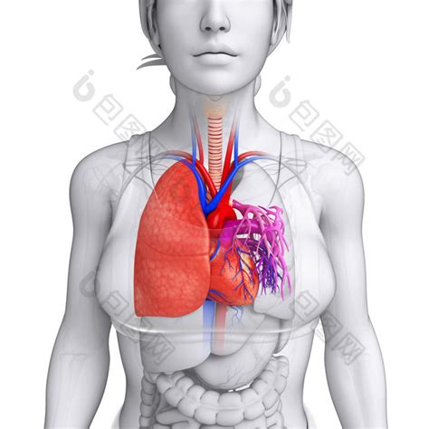 男性的肺解剖图片 包图网企业站