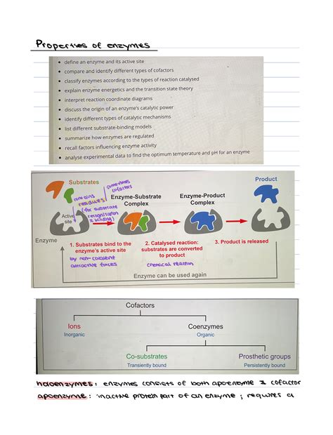 Enzymes Kinetics Enzyme BIOC Studocu