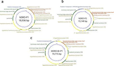 annotation of phage like particle derived genomes open reading frames