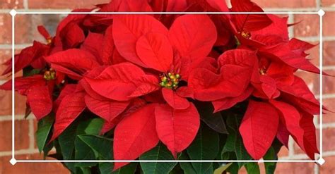 Watering Poinsettia Plants Tips And Frequency