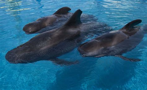 Three Rescued Pilot Whales Arrive At Long Term Home At Seaworld San