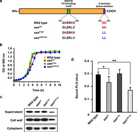 Introduction Of Sorting Signal Into Sen Affects Subcellular Download Scientific Diagram