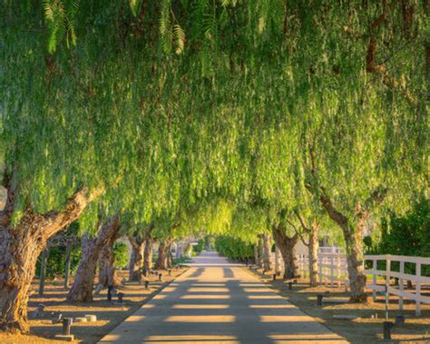 Tree Lined Driveway Houzz