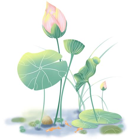 夏日荷花莲花花卉png