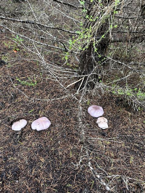 Wood Blewit R Shroomid