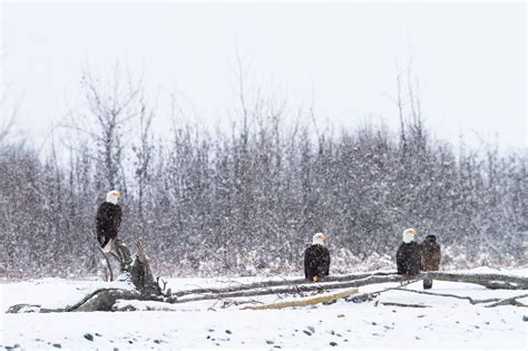 Chilkat Bald Eagle Preserve — Nicolas Dory
