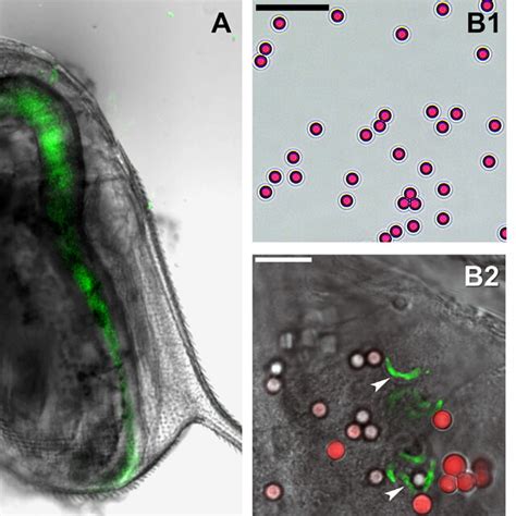 Representative Micrographs On The Applied Mp Particles And The Download Scientific Diagram