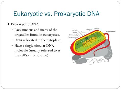 Ppt Chromosomes And Dna Replication Powerpoint Presentation Free