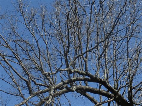 Tree Leaves GIF By Trevor Anderson Find Share On GIPHY