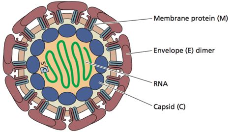 Zika From Sex The Byway But Not The Highway Virology Blog