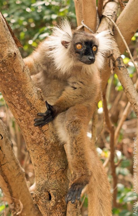 Lemurs Of Madagascar Black Lemurs Aqua Firma Wildlife And Travel Guides