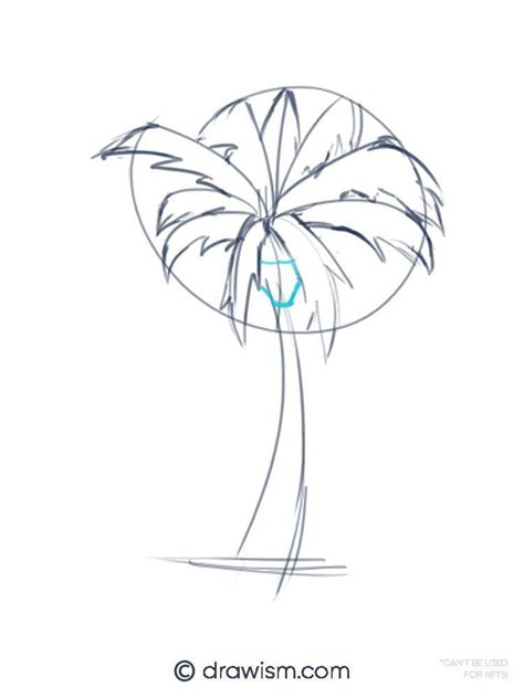 3 Best Palm Tree Drawing Styles With No Art Experience