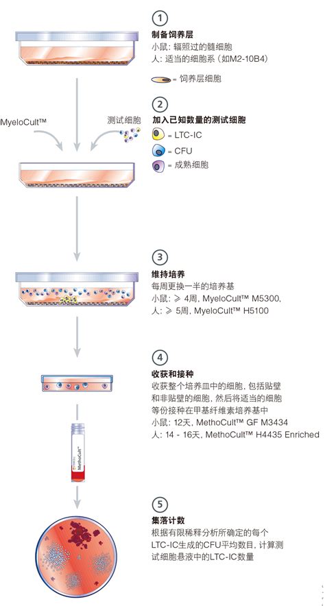 细胞培养流程图 细胞传代 伤感说说吧
