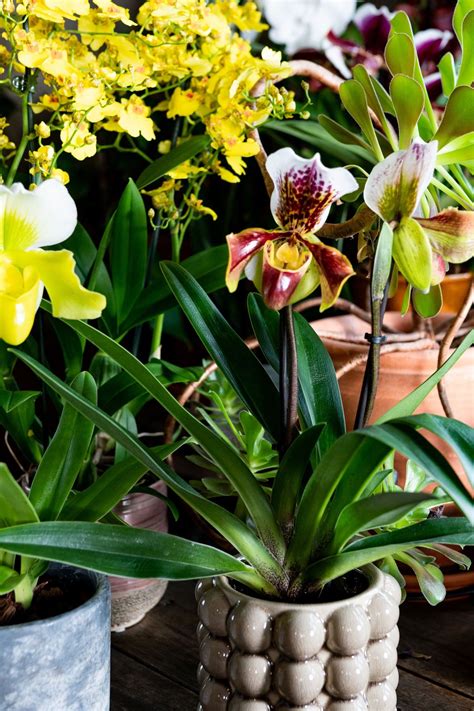 Orchid Types Oncidium Orchids Types Of Orchids Orchid Varieties