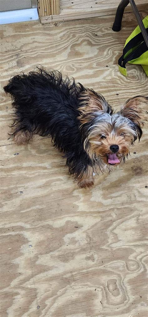 She Loves Getting Her Picture Taken Lol R Yorkies
