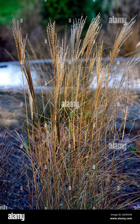 Calamagrostis × Acutiflora Karl Foersterfeather Reed Grass Karl Foerstercalamagrostis Stricta